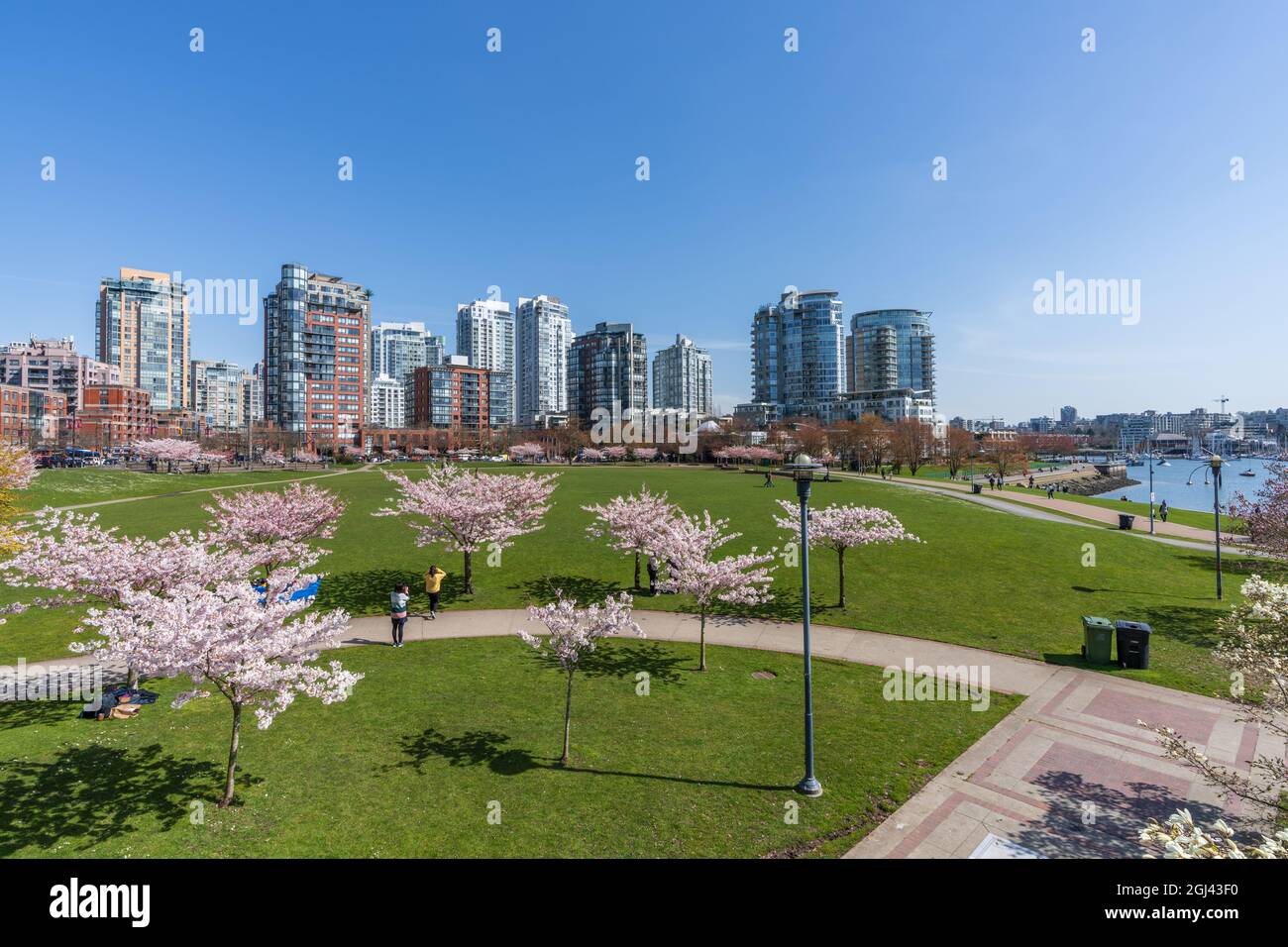 David Lam Park in springtime season. Skyscrapers and Cherry blossoms. Cherry trees flowers in ...