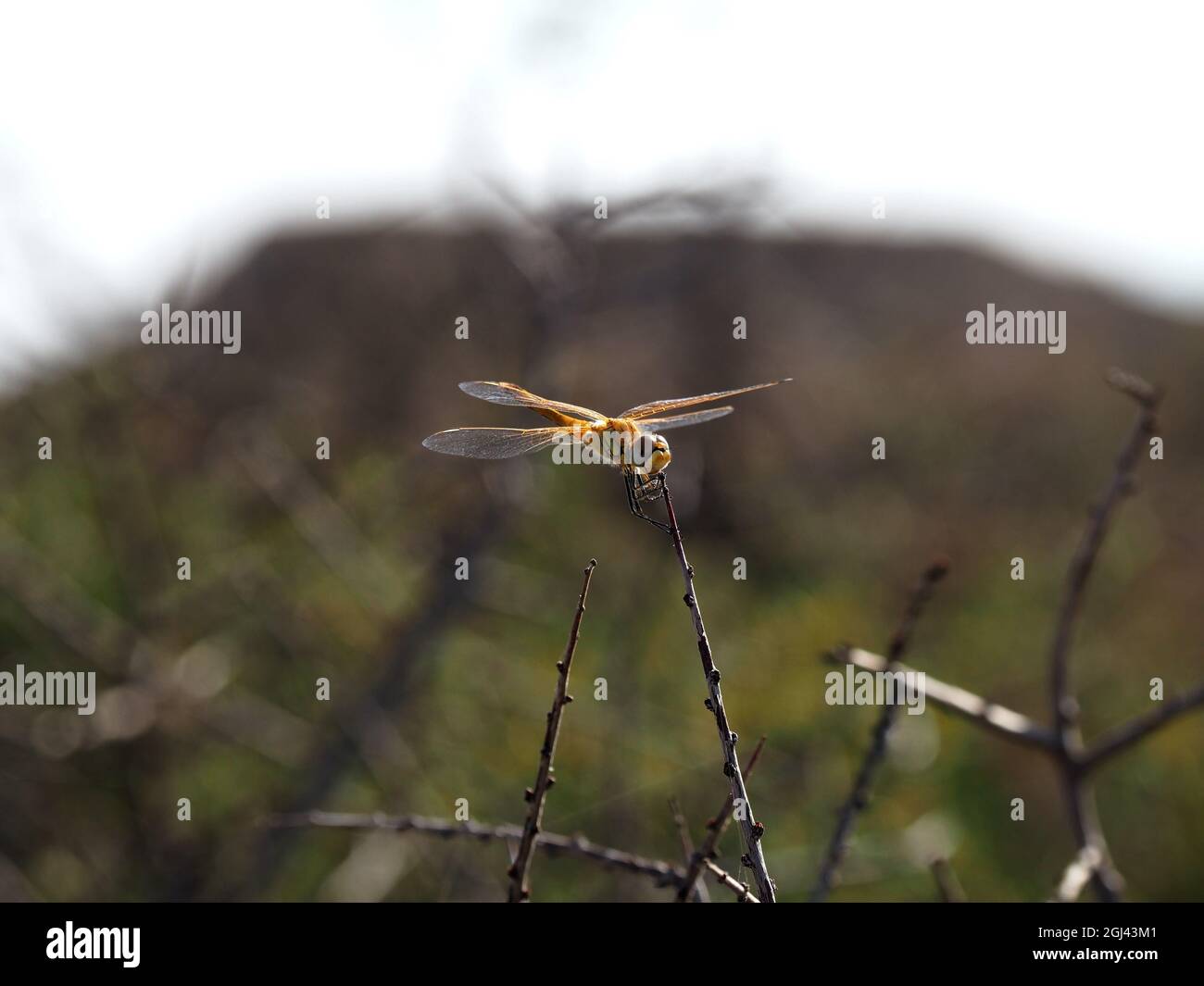 Closeup shot of a yellow dragonfly standing on the edge of a stick in ...