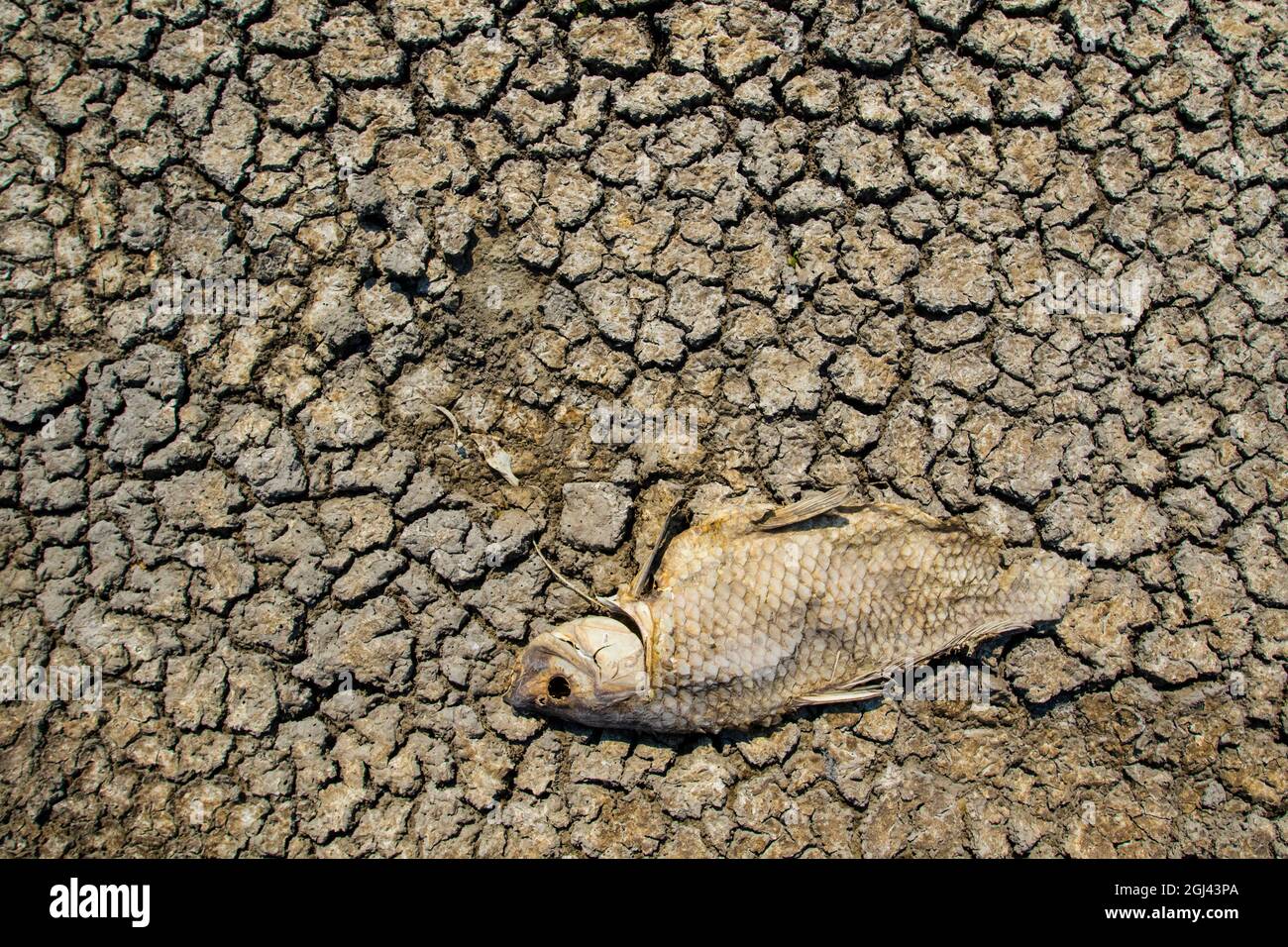 A dead fish laying on the cracking earth of a dry lake bed. Nevada ...