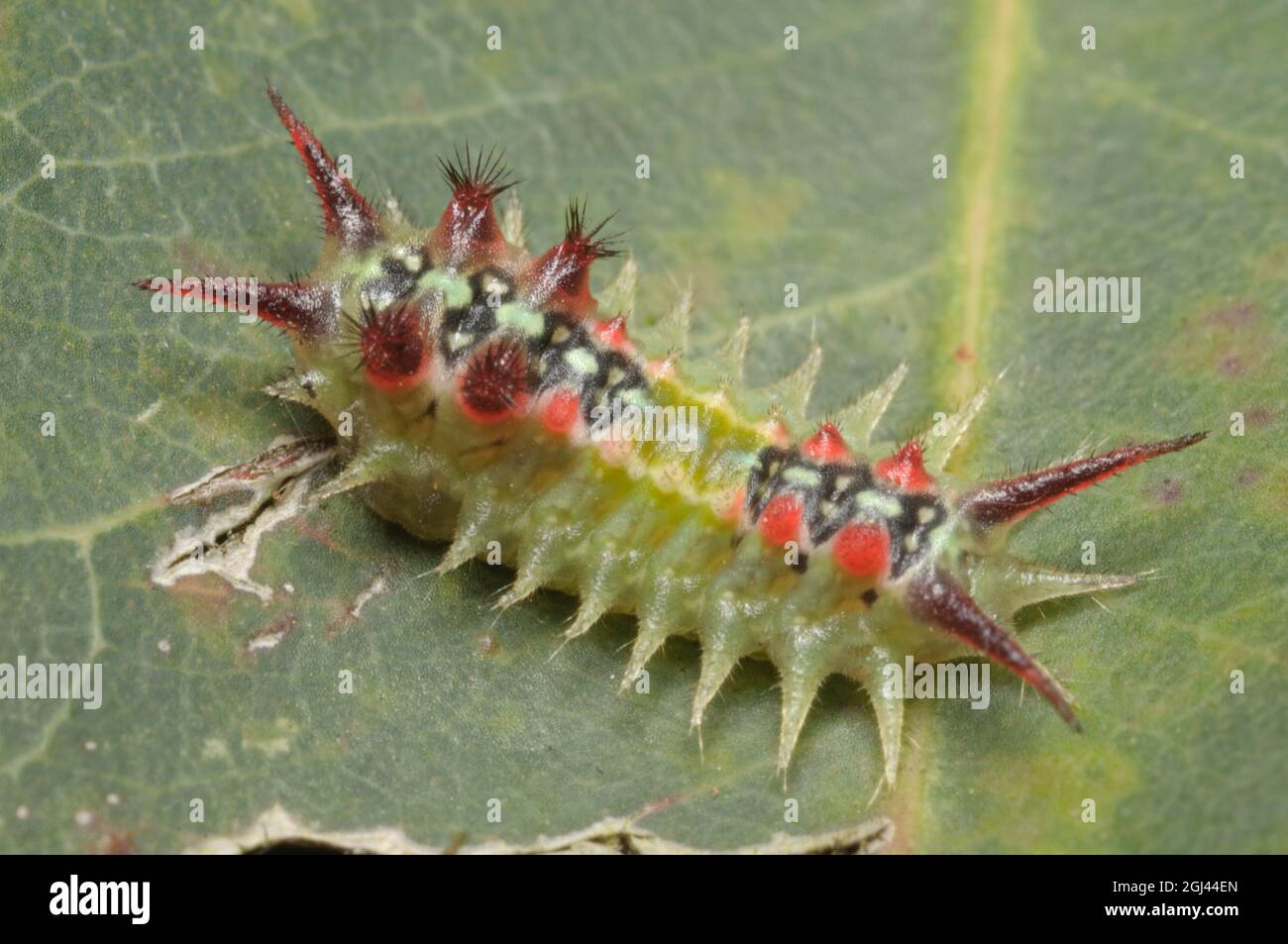 Four-spotted Cup Moth caterpillar, Doratifera quadriguttata, at ...