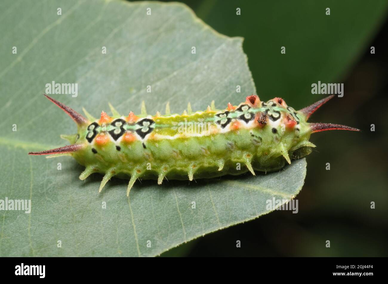Four-spotted Cup Moth caterpillar, Doratifera quadriguttata, at ...