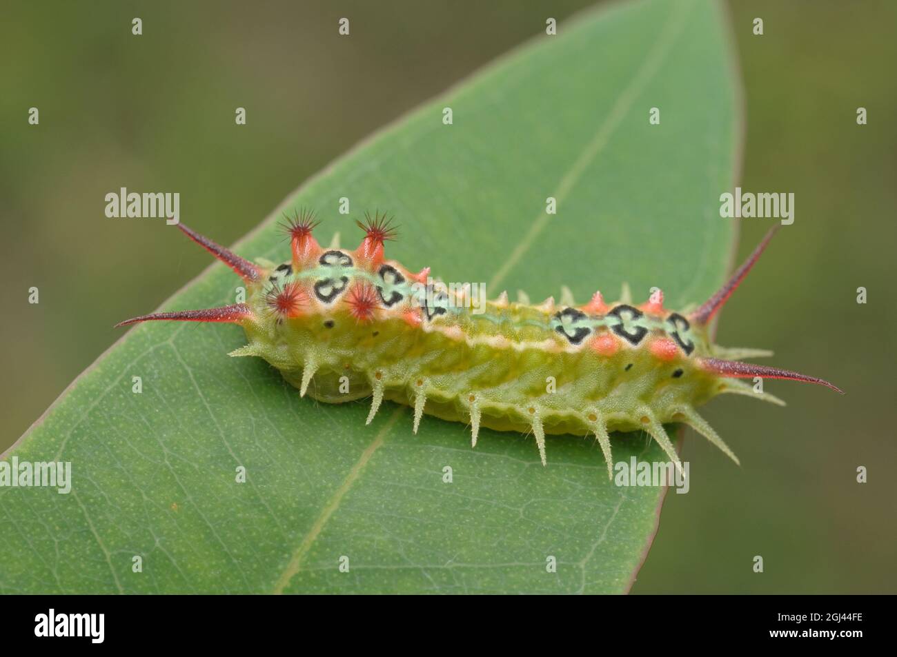 Four-spotted Cup Moth caterpillar, Doratifera quadriguttata, at ...