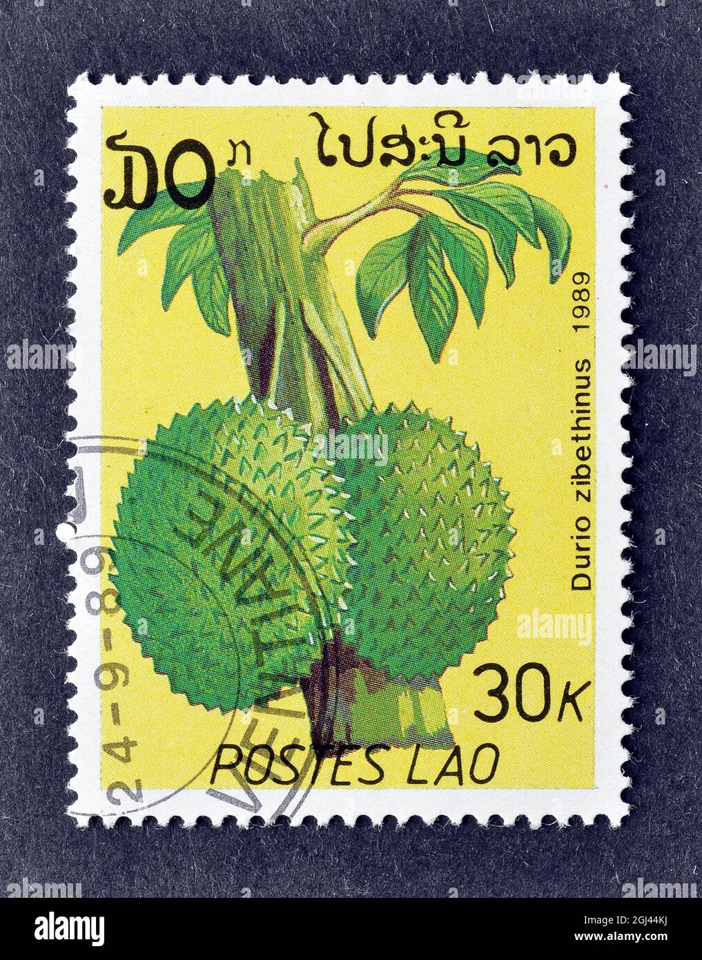 Cancelled postage stamp printed by Laos, that shows Durio Zibethinus ...