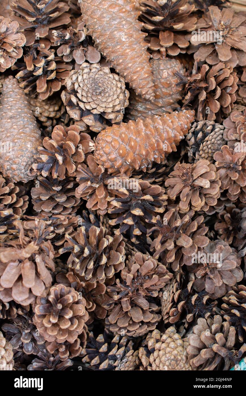 Vertical closeup shot of Cedrus and conifer cones lying on each other ...