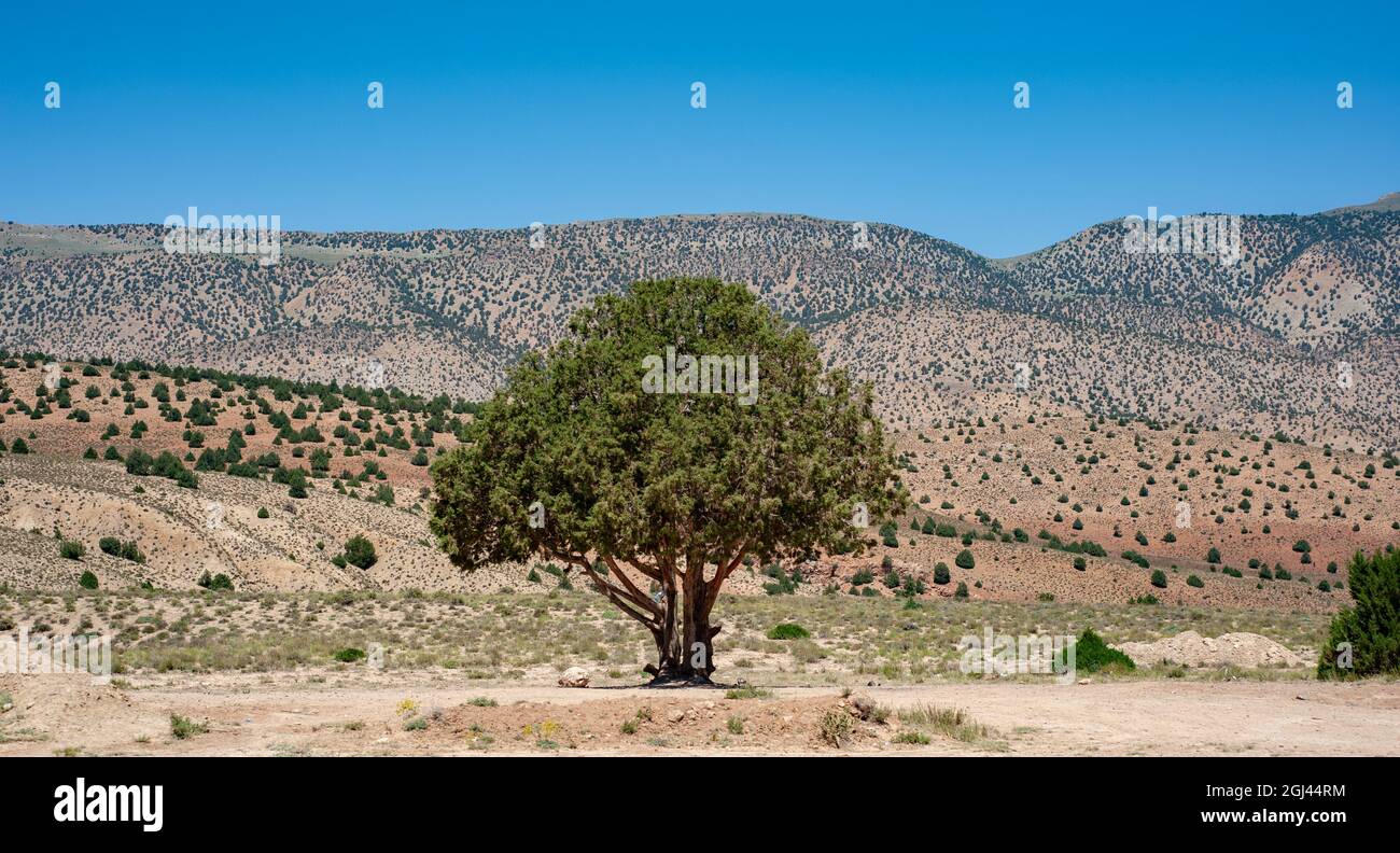 Mountains with one oak tree and blue sky in mazandaran province, Iran ...