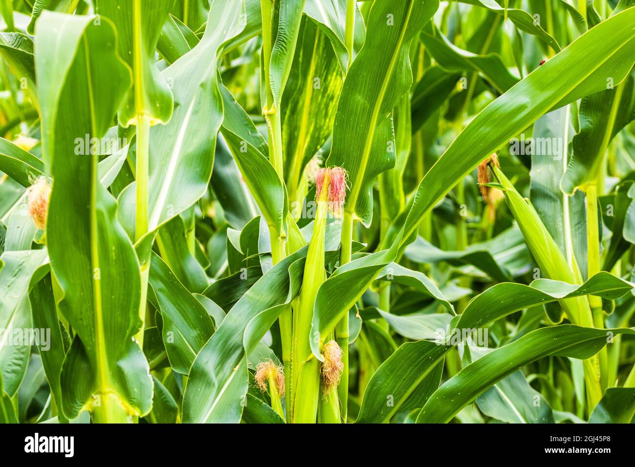 Selective focus shot of corn stalks in a sunny field Stock Photo - Alamy