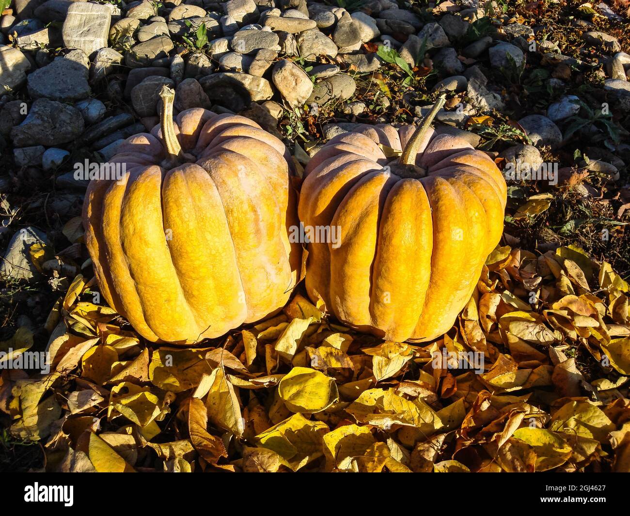 Yellow pumpkins in a sunny autumn field Stock Photo - Alamy