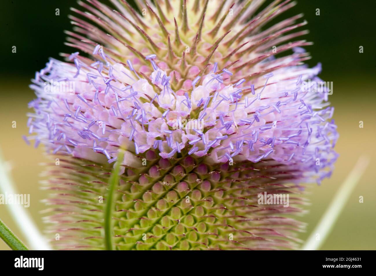 Anther of flower hi-res stock photography and images - Alamy