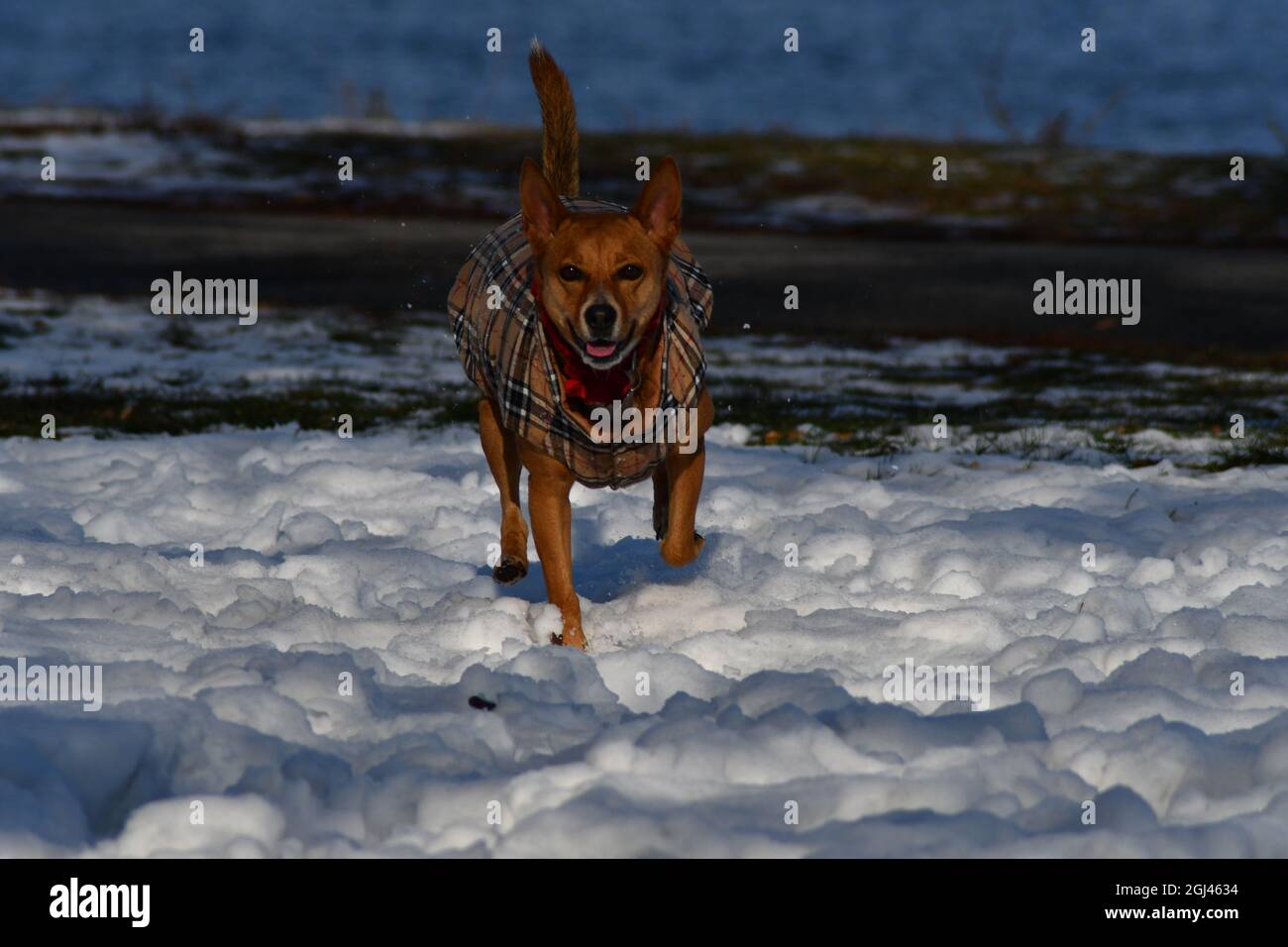 Dog snow play winter basenji mix run dogs hi-res stock photography and ...