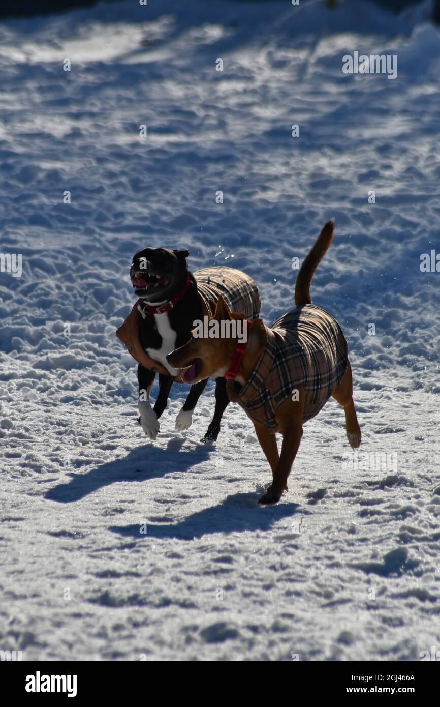 Dog snow play winter basenji mix run dogs hi-res stock photography and ...