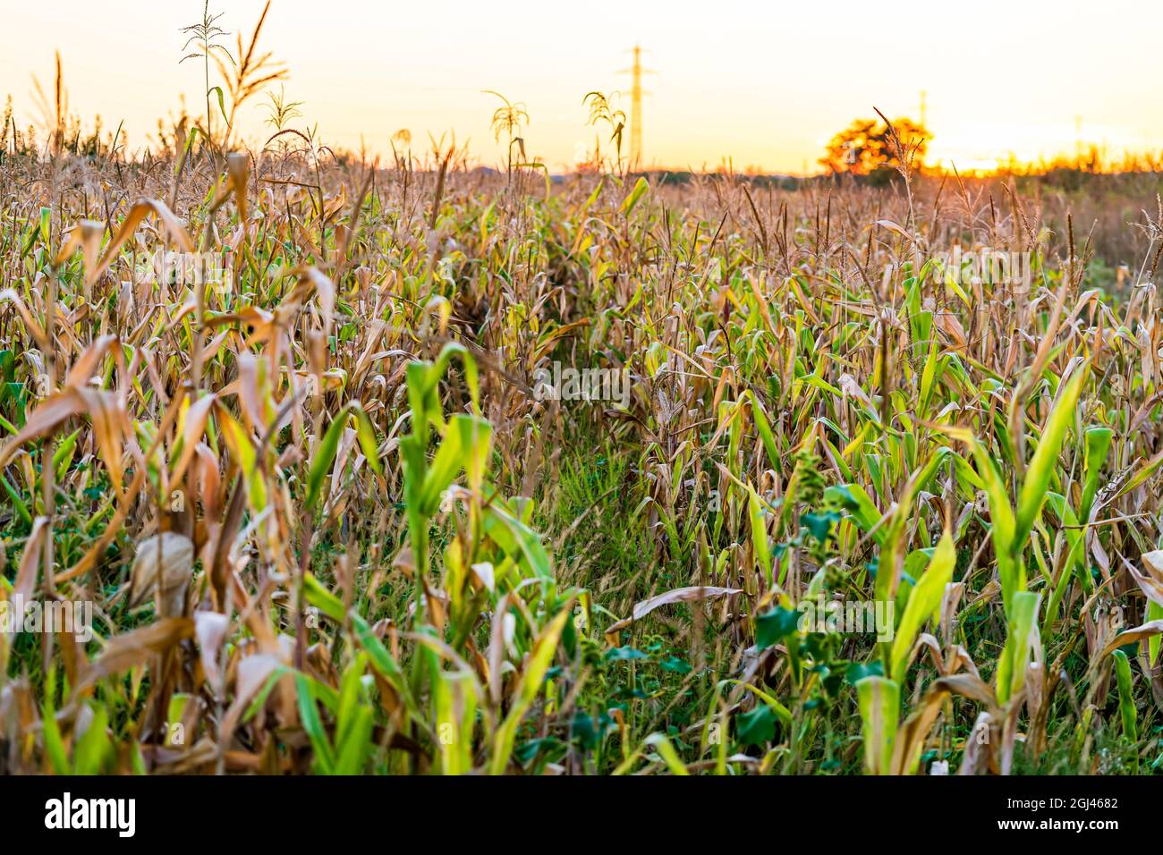Corn field in a rural area Stock Photo - Alamy