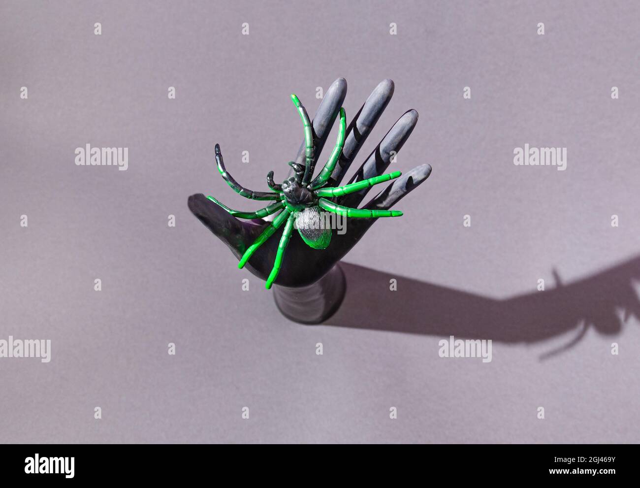 A black hand holding a big black and green spider. Grey background ...