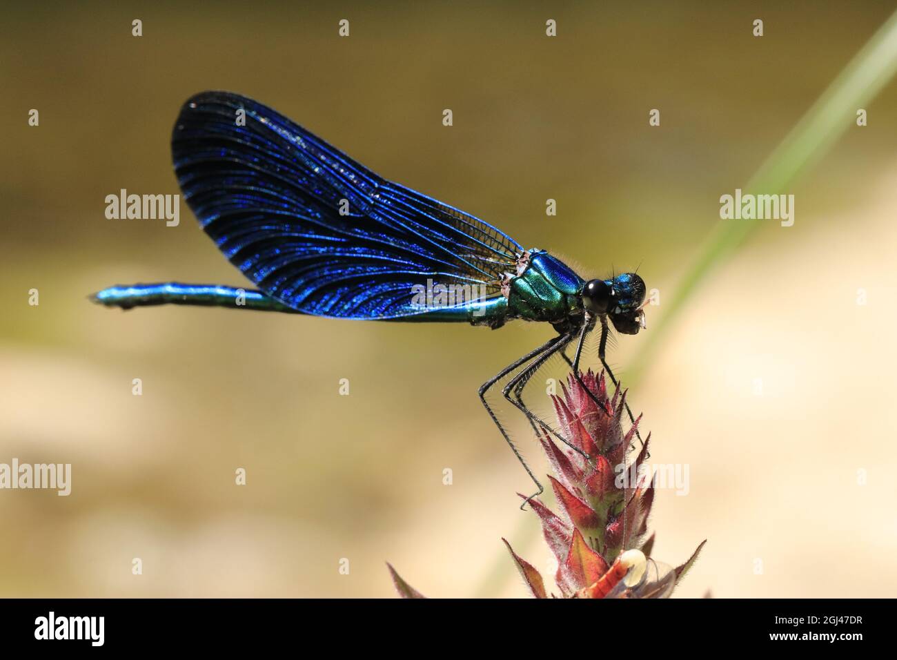 A blue damselfly eating an insect it has hunted Stock Photo - Alamy