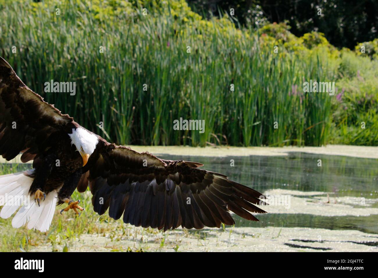 Closeup shot of a beautiful eagle flying near the lake Stock Photo - Alamy