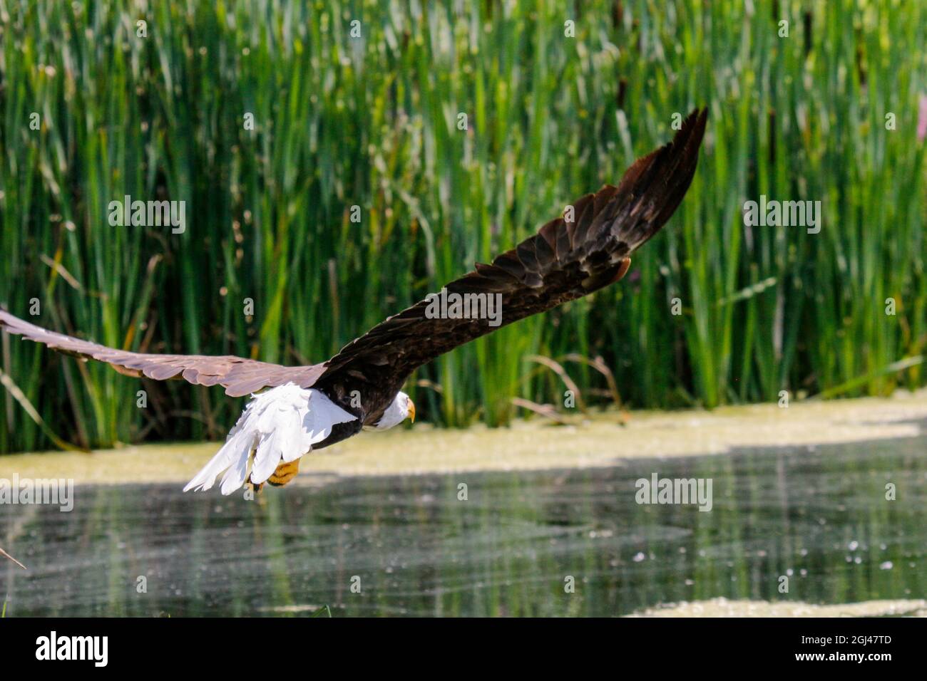 Closeup shot of a beautiful eagle flying near the lake Stock Photo - Alamy
