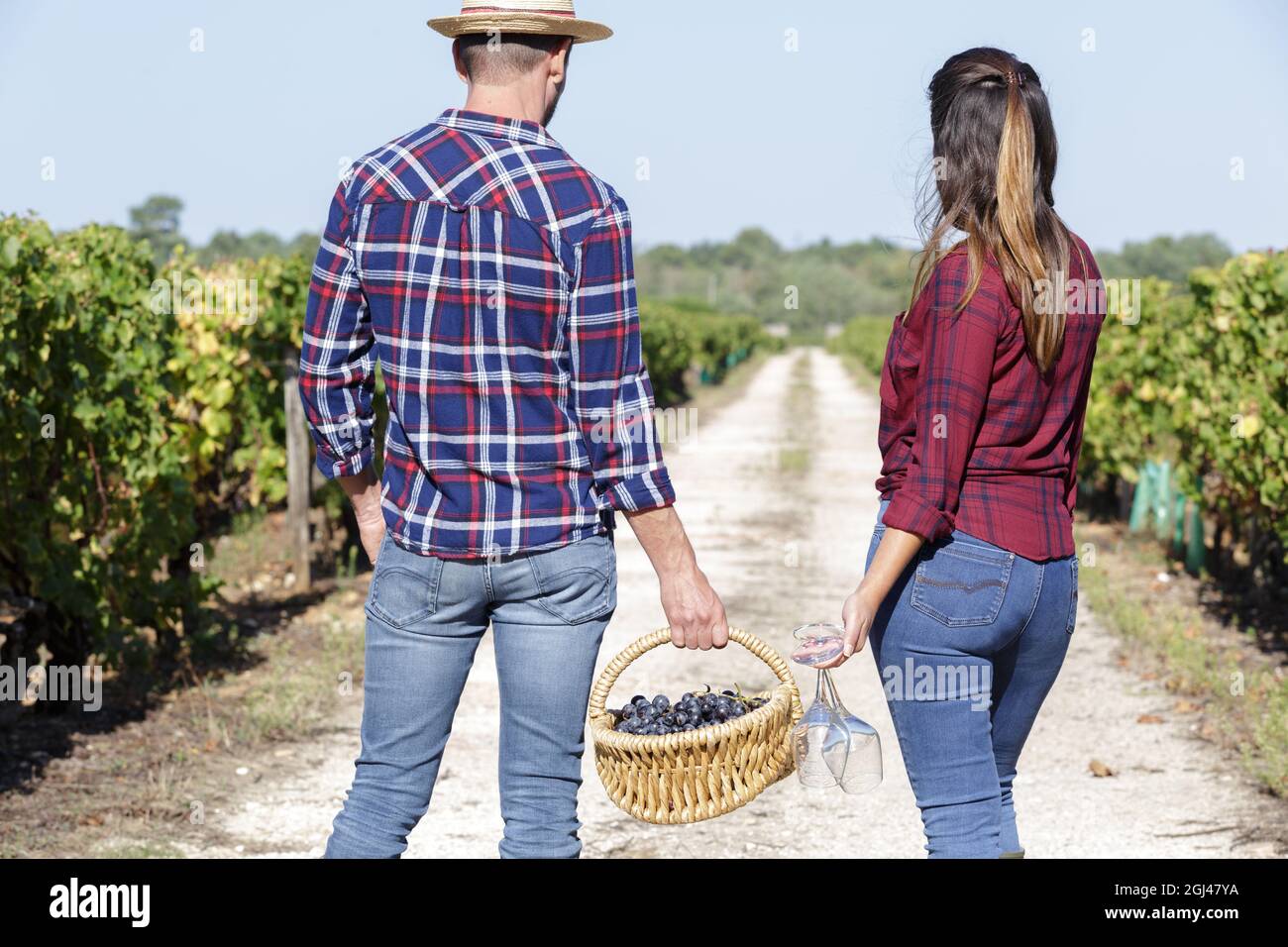 couple walking in between rows of vines Stock Photo - Alamy
