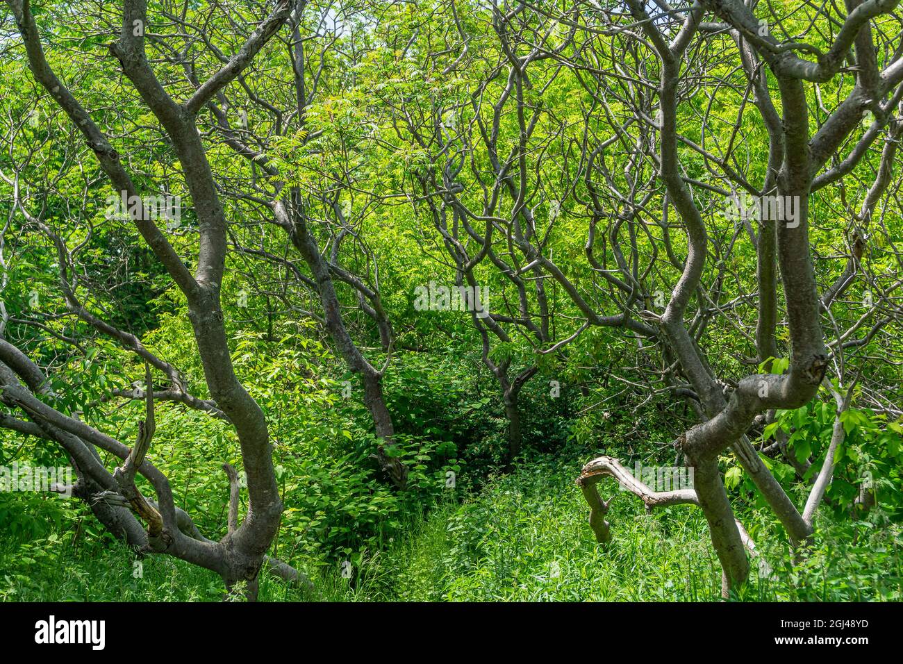 Deep lush green leaves hi-res stock photography and images - Alamy