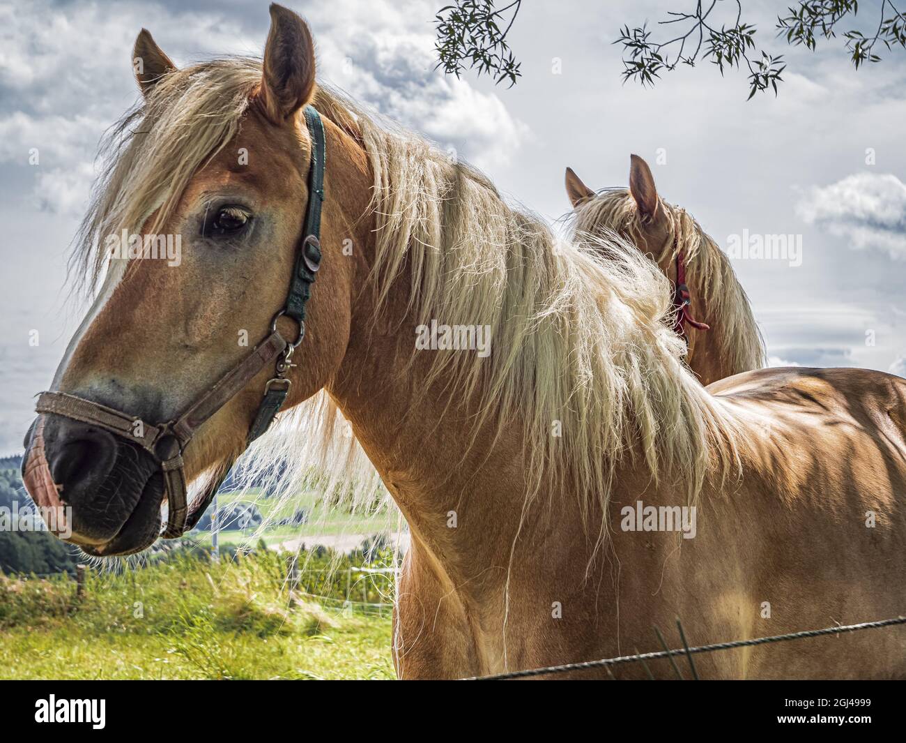 Portrait of a horse on paddock Stock Photo - Alamy