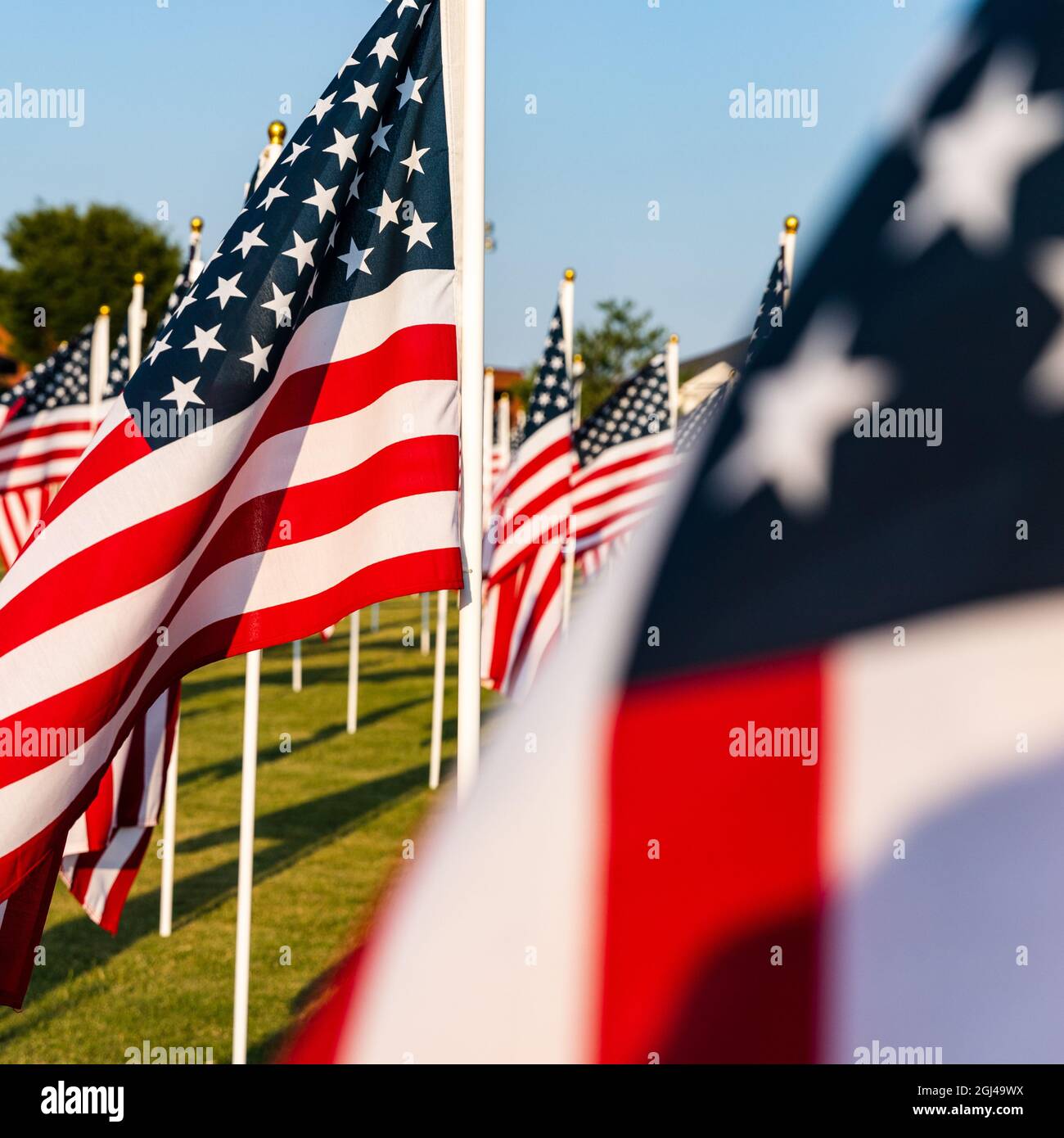 Many American flags in field for background Stock Photo - Alamy