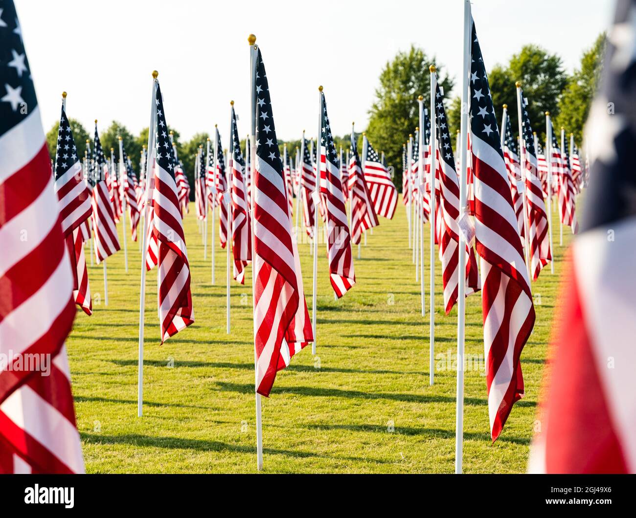 Many American flags in field for background Stock Photo - Alamy