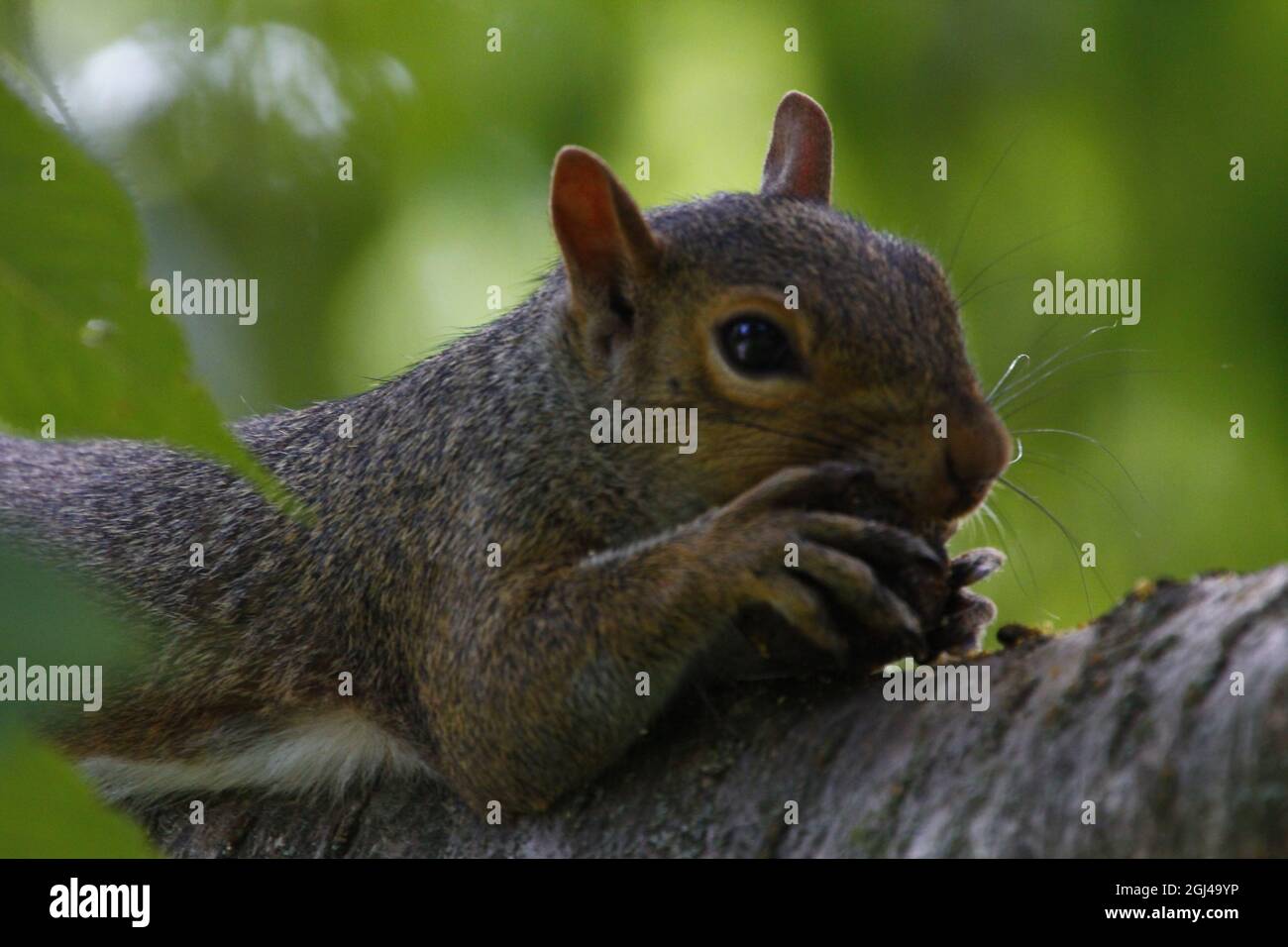 Cute squirrel eating nuts on a tree Stock Photo - Alamy