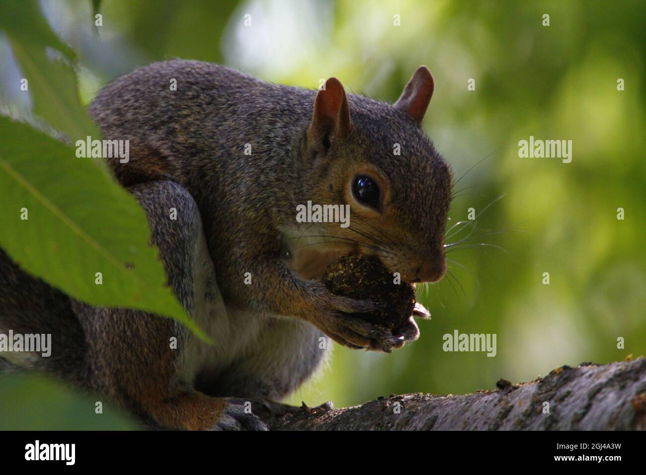 Cute squirrel eating nuts on a tree Stock Photo - Alamy