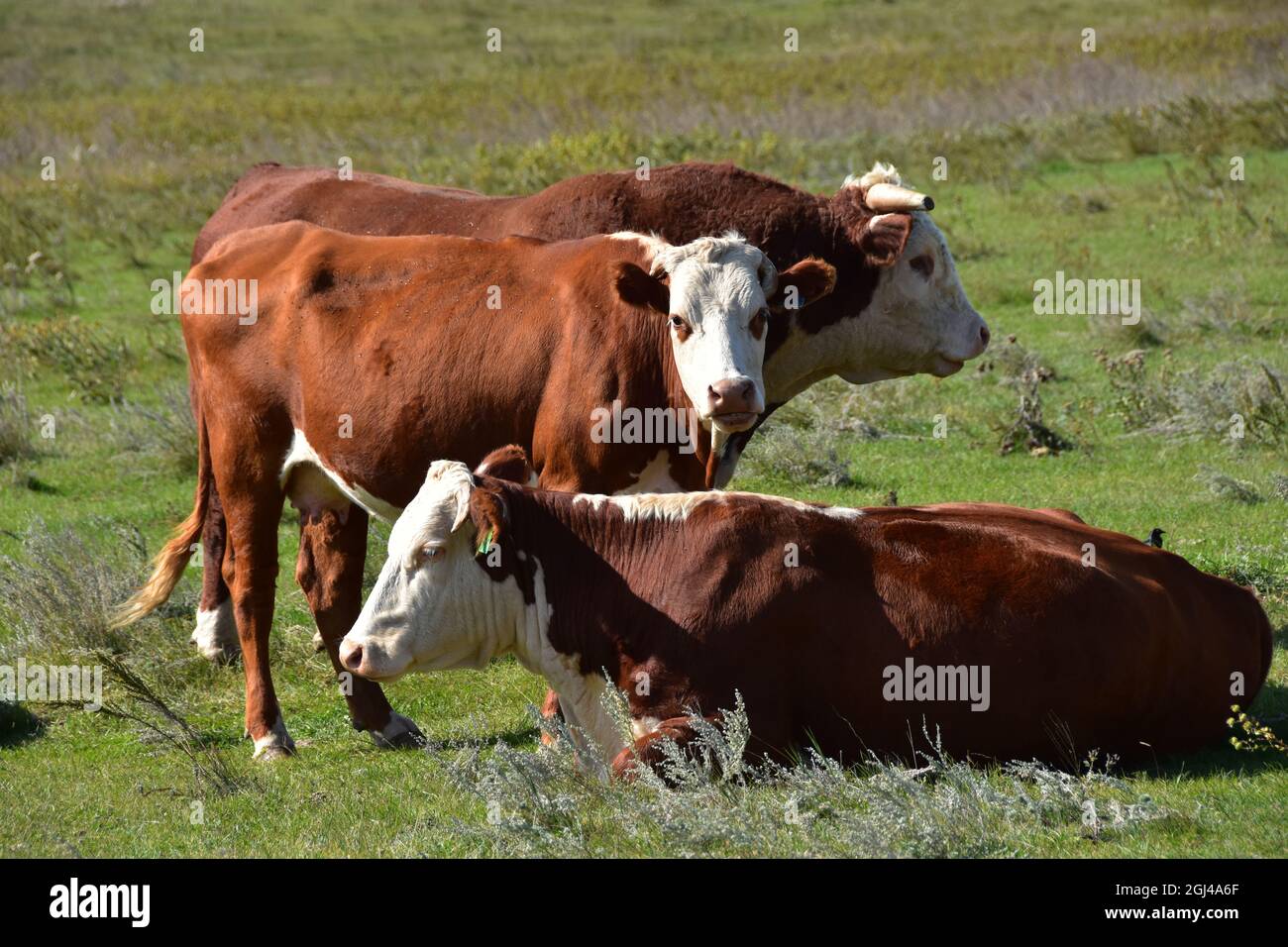 Ranching cattle hi-res stock photography and images - Alamy