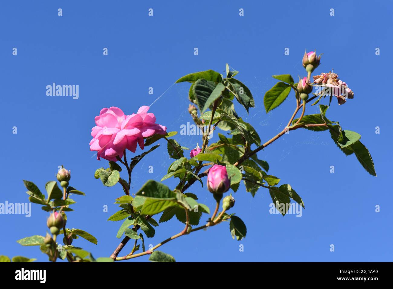Branch of roses hi-res stock photography and images - Alamy