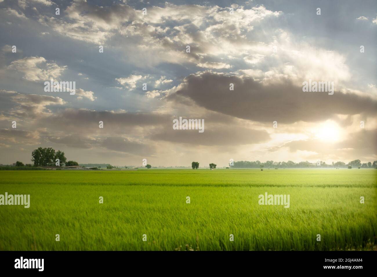 Windy rice fields hi-res stock photography and images - Alamy