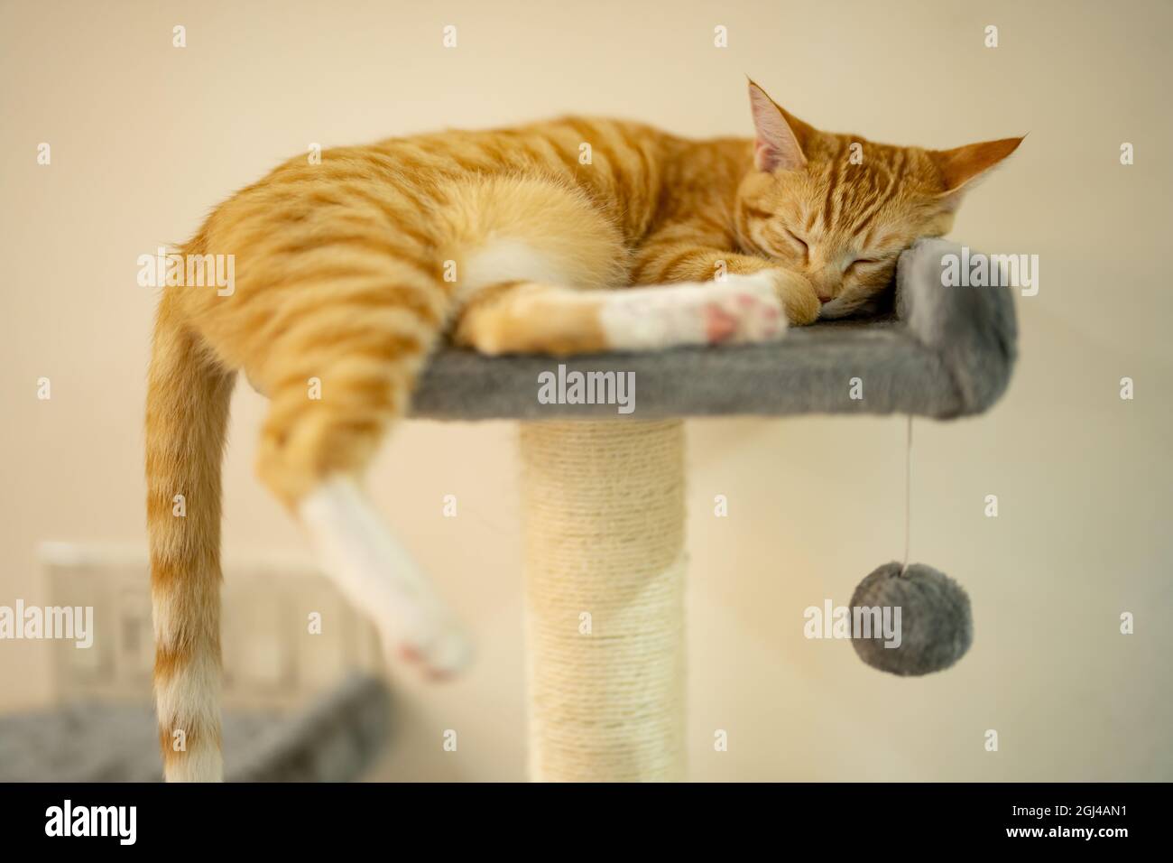 Lazy orange tabby cat lounging around Stock Photo - Alamy