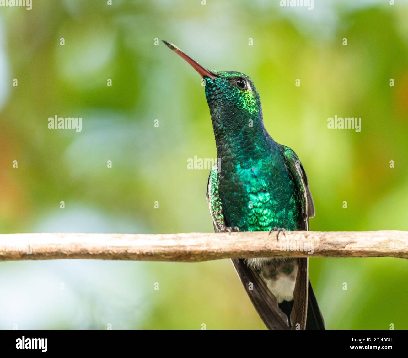Hummingbird sitting on a twig hi-res stock photography and images - Alamy