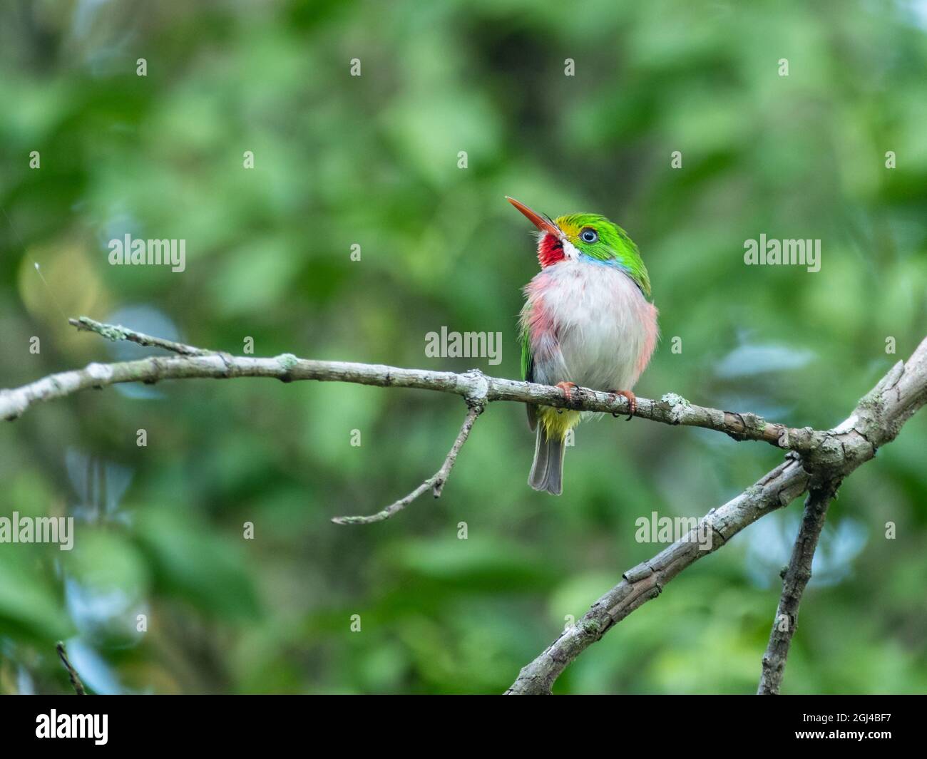 Small Cuban tody perched on a branch Stock Photo - Alamy
