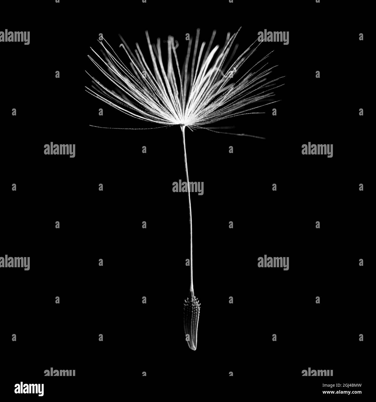 Single dandelion fluff on a black background Stock Photo - Alamy