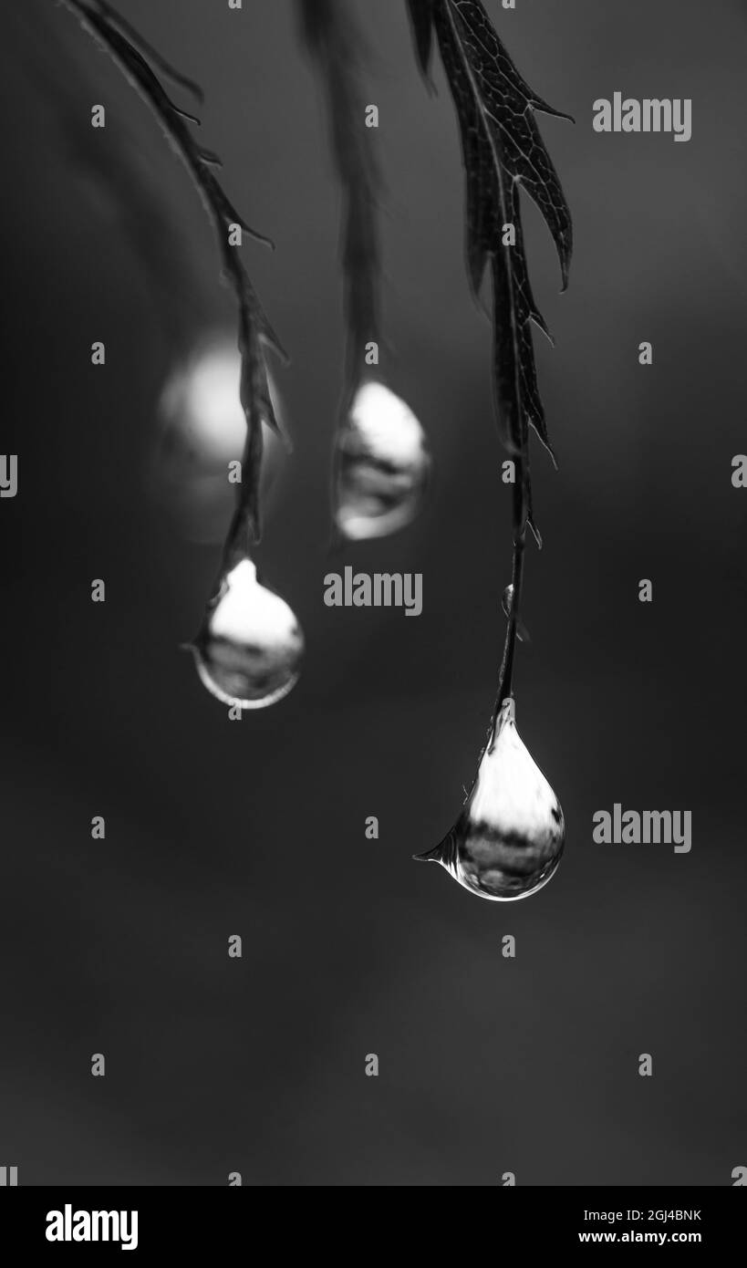 Vertical grayscale shot of water droplets on branches Stock Photo - Alamy