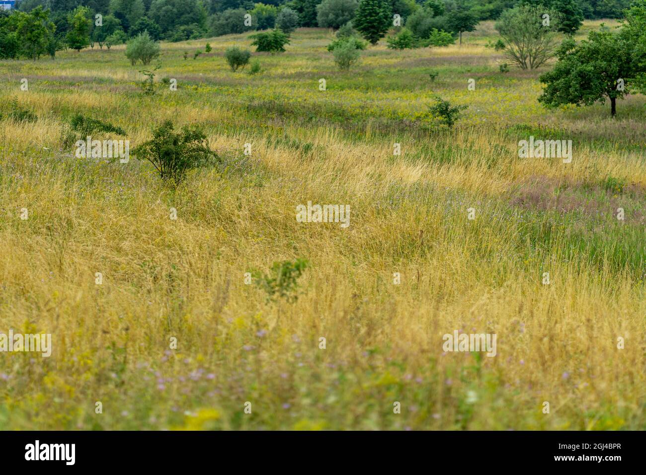 Landscape of a field covered in greenery and wildflowers in the ...