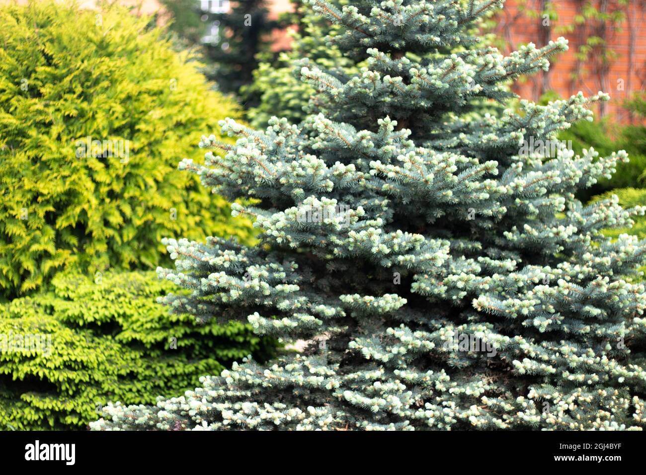 Coniferous garden. Spruce plants. Landscape design with plants. A ...