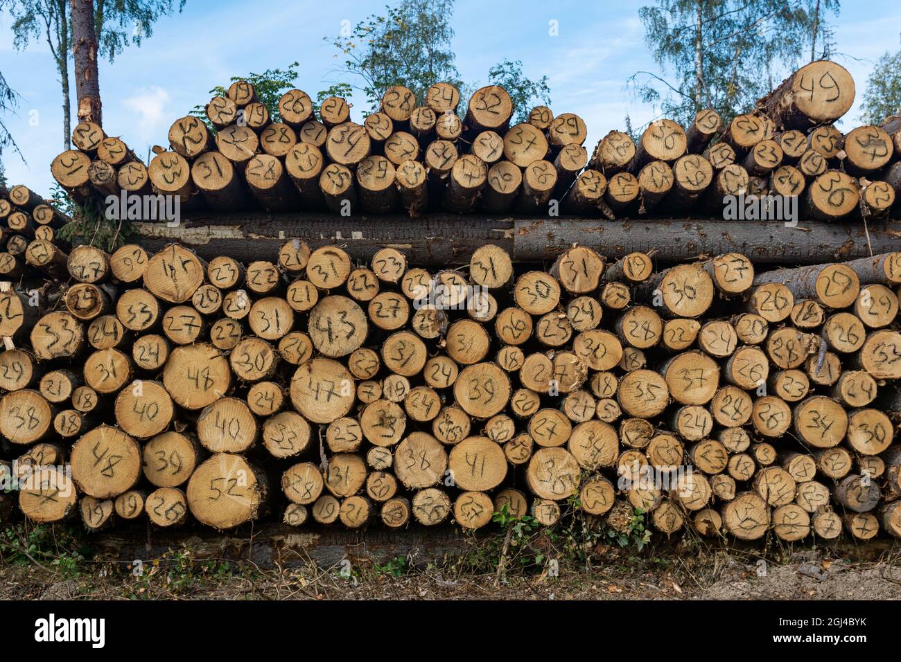 stack of tree trunks cut down in felling with a handwritten diameter on ...