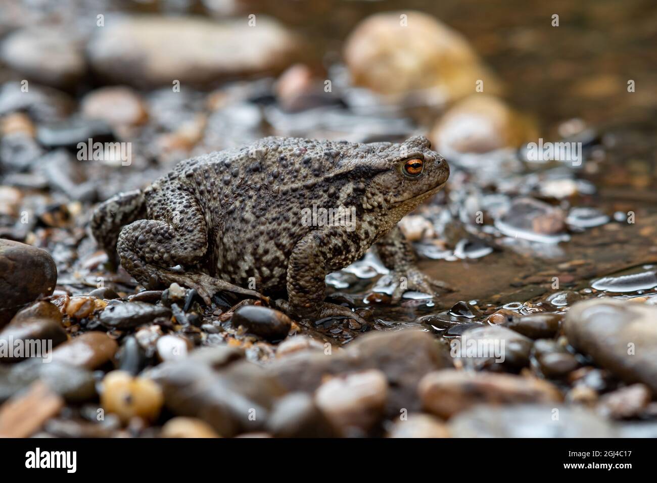 common gray toad on the water of a reservoir close-up Stock Photo - Alamy