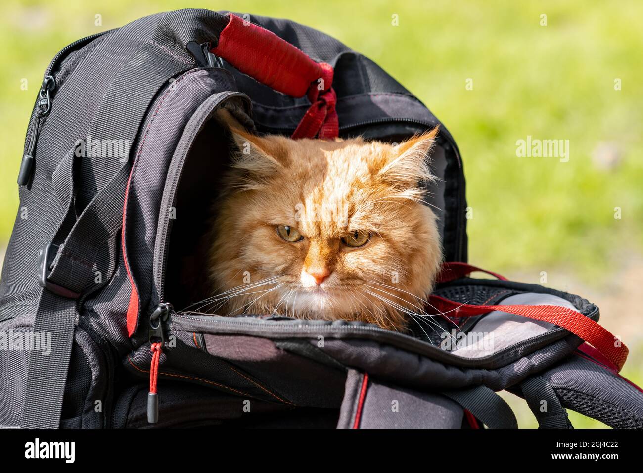 Cat in the backpack hi-res stock photography and images - Alamy