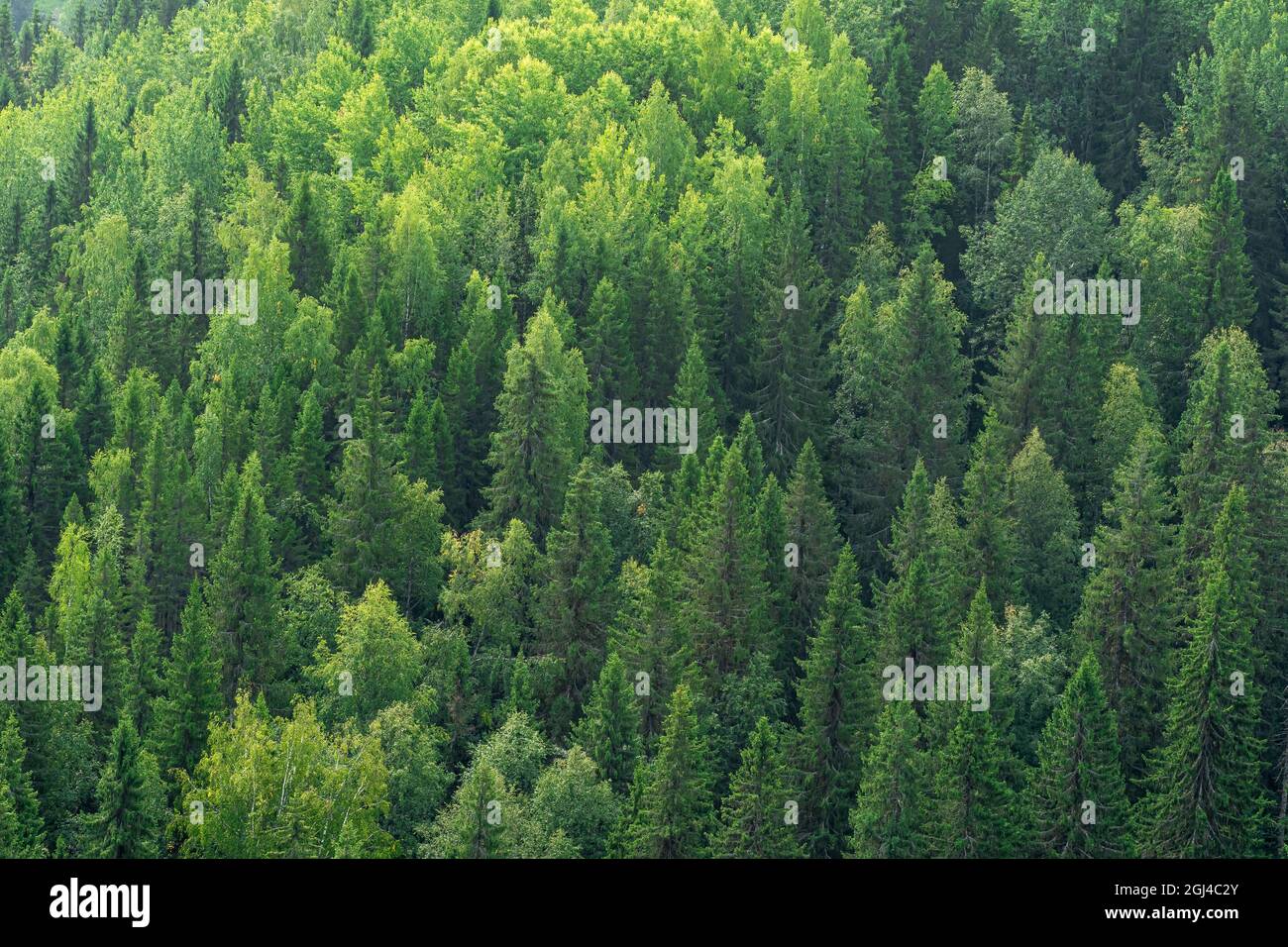 background, landscape - tree crowns in the forest from a bird's eye ...