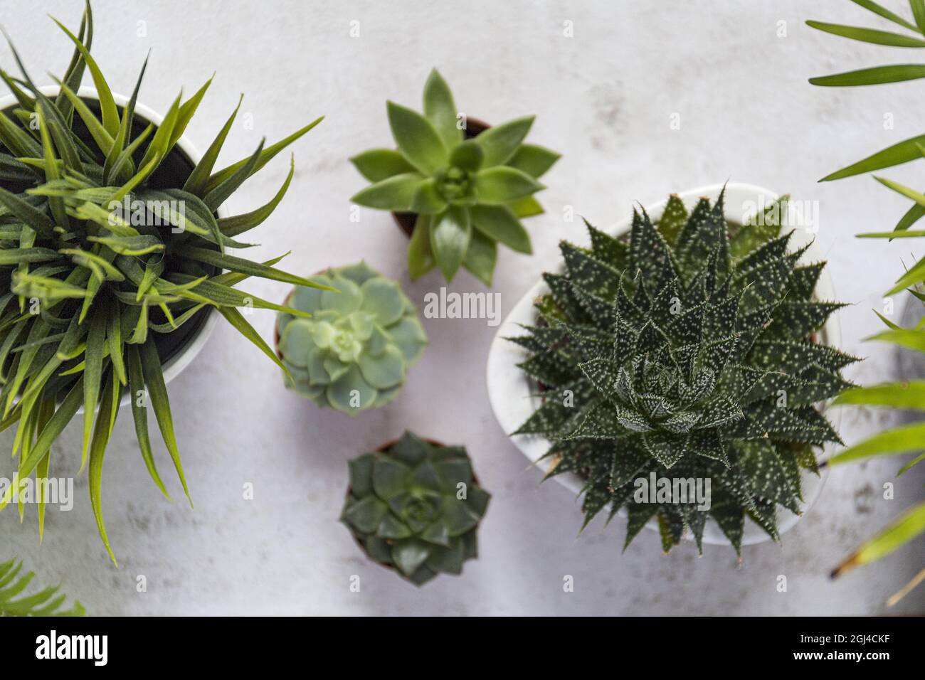 Top view of green home plants Stock Photo - Alamy