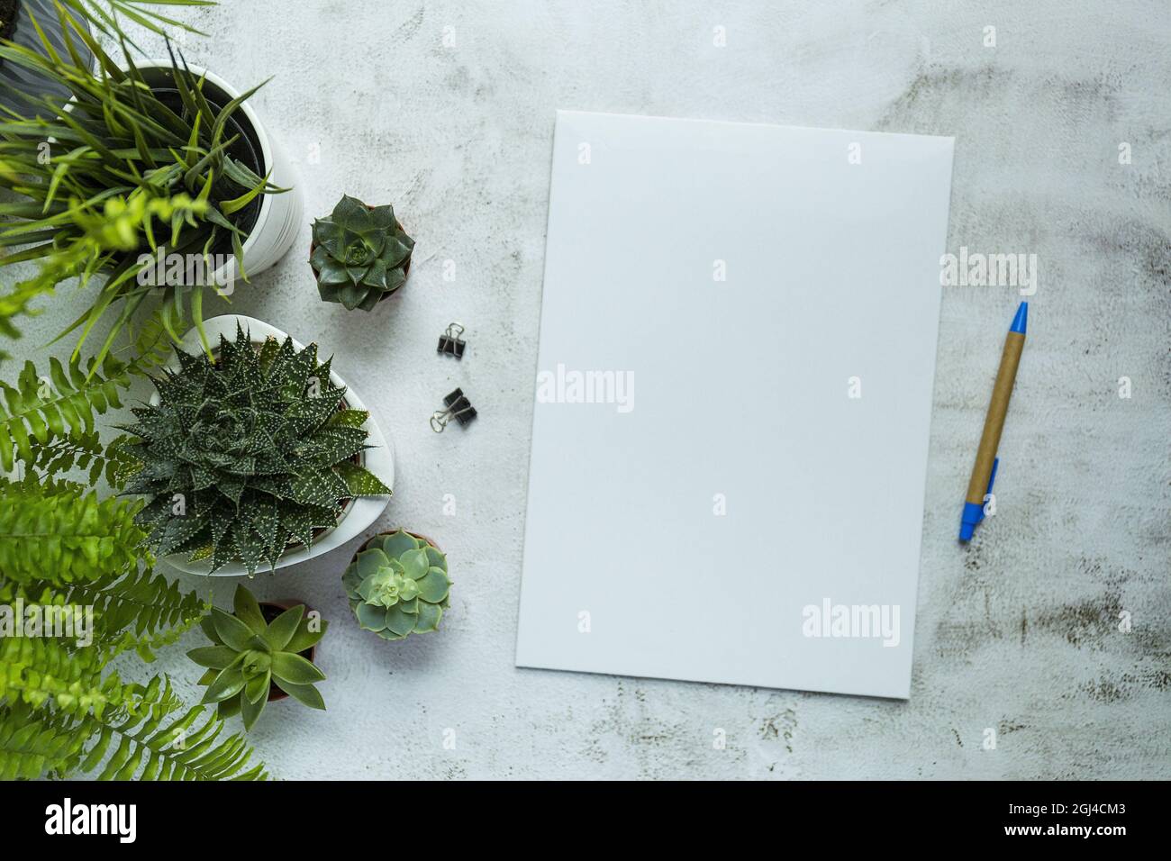 Top view of blank paper, pen and plants Stock Photo - Alamy