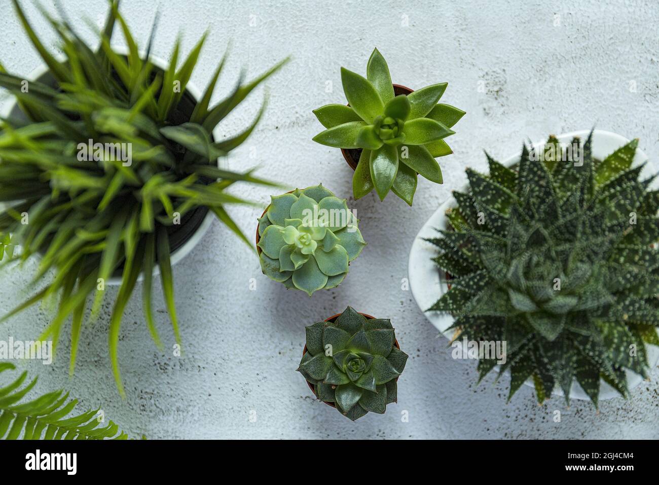 Top view of green home plants Stock Photo - Alamy