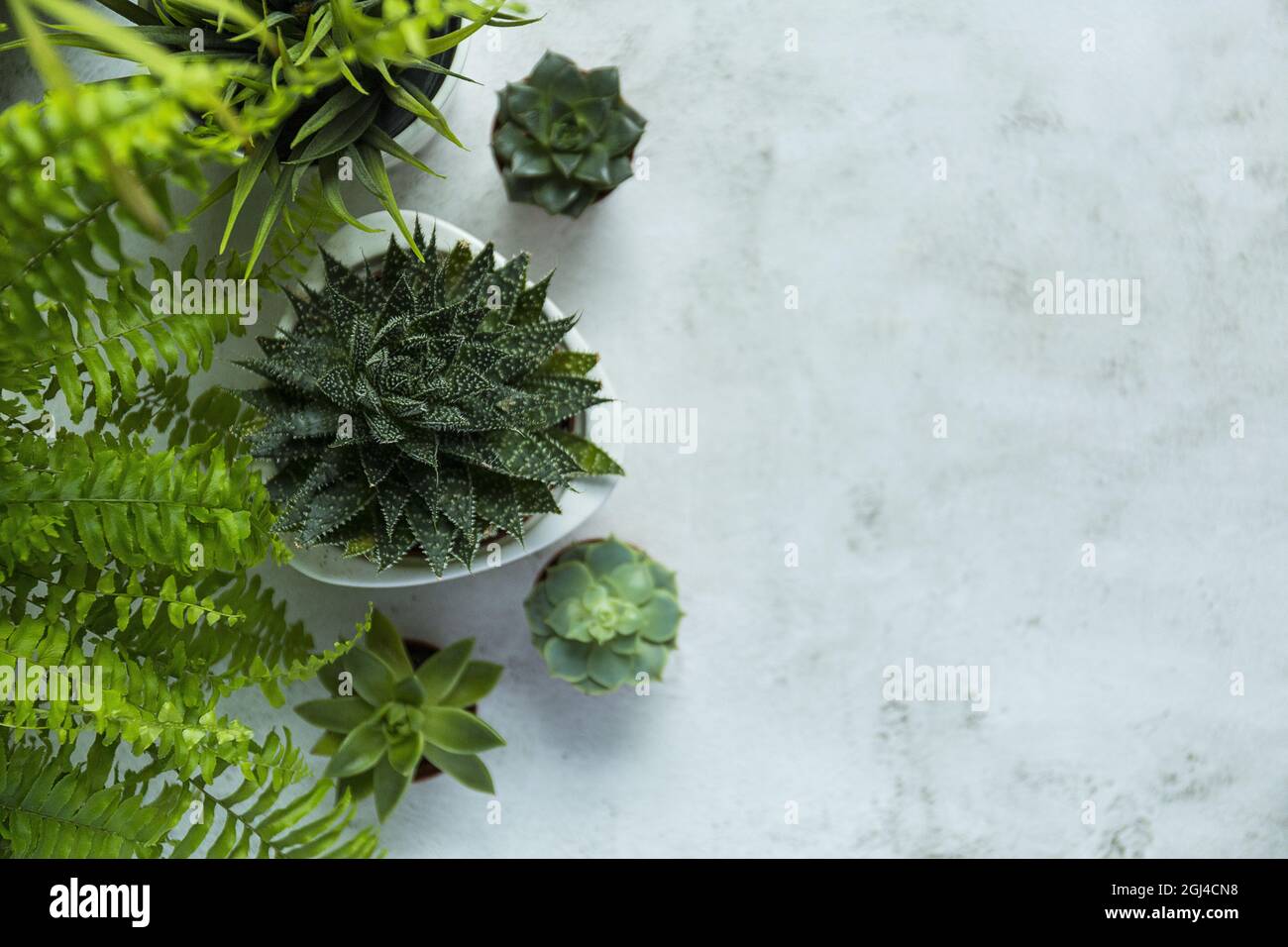 Top view of green home plants Stock Photo - Alamy