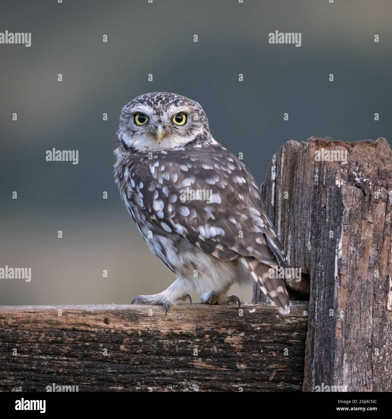An Adult Little Owl rests on a perch in the British countryside late ...