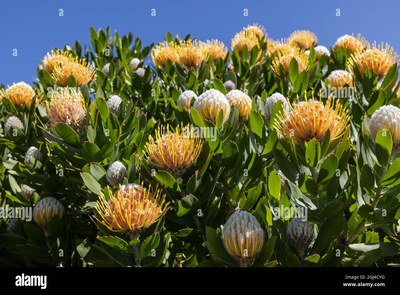 African Protea flowers on garden tree Stock Photo - Alamy