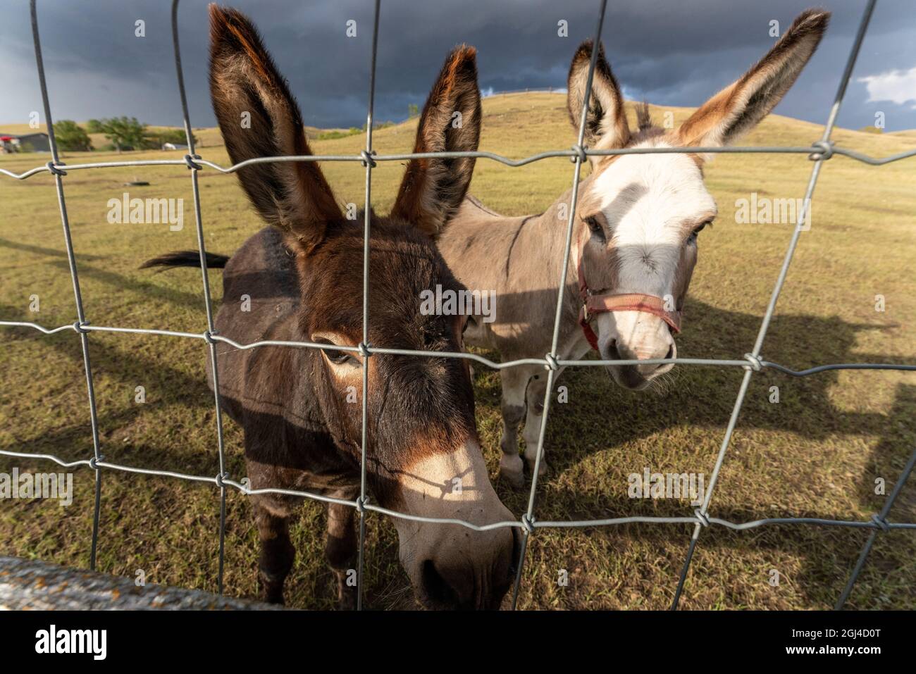 Prairie Storm Canada Summer time donkey in foreground Stock Photo - Alamy