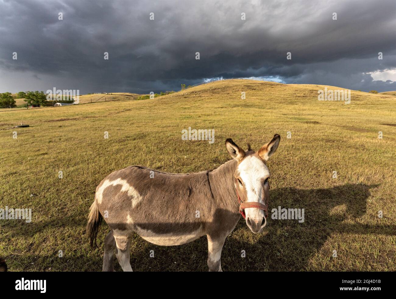 View donkey in meadow countryside hi-res stock photography and images ...