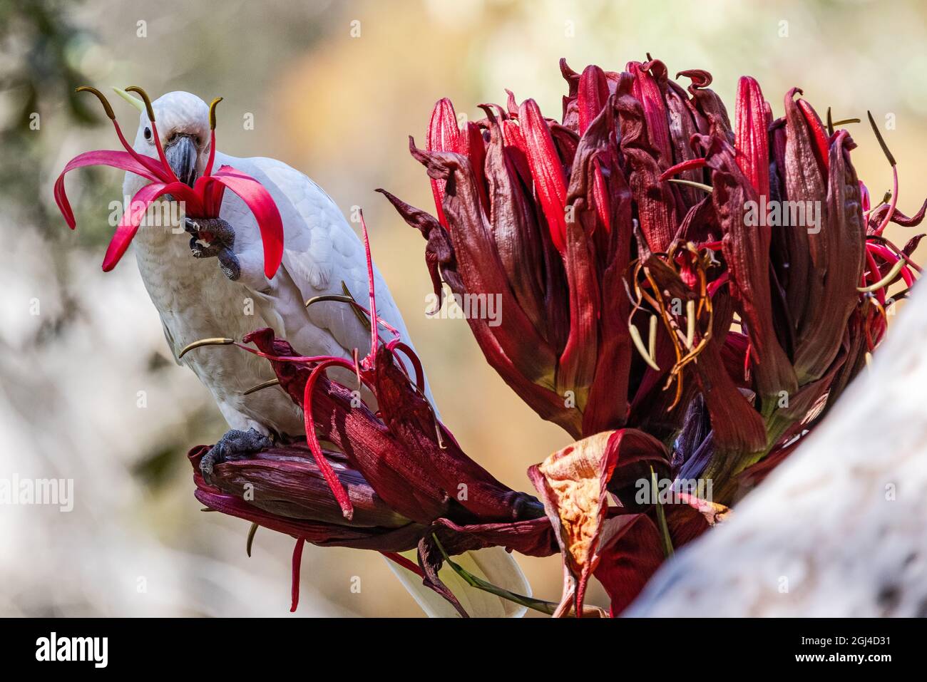Australian Sulphur-crested Cockatoo feeding at Gymea Lily flower Stock ...