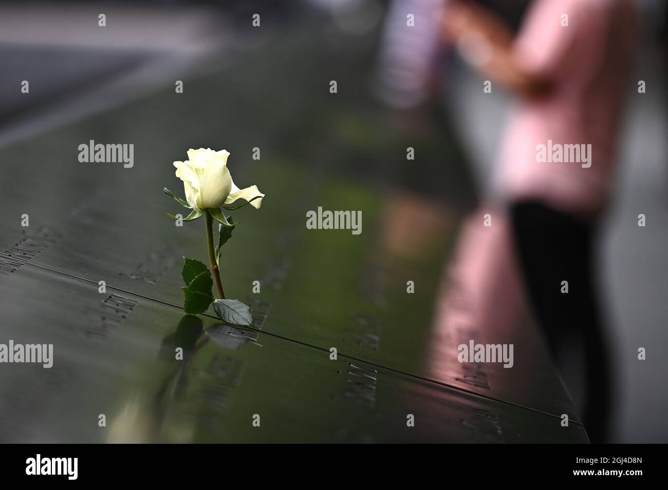 New York City, USA. 08th Sep, 2021. A yellow rose is placed on the ...